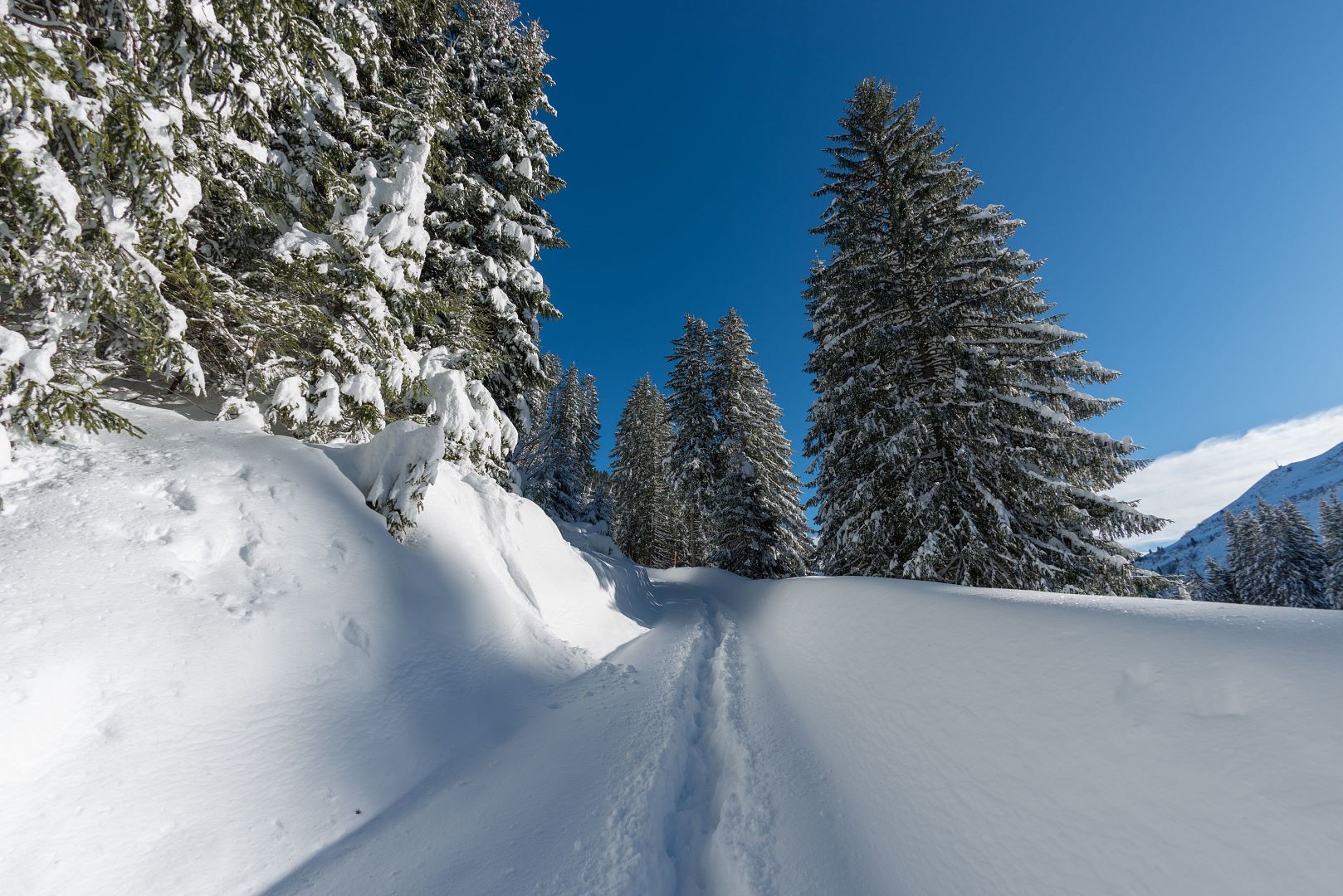 Winterwandern | Damüls Faschina Tourismus